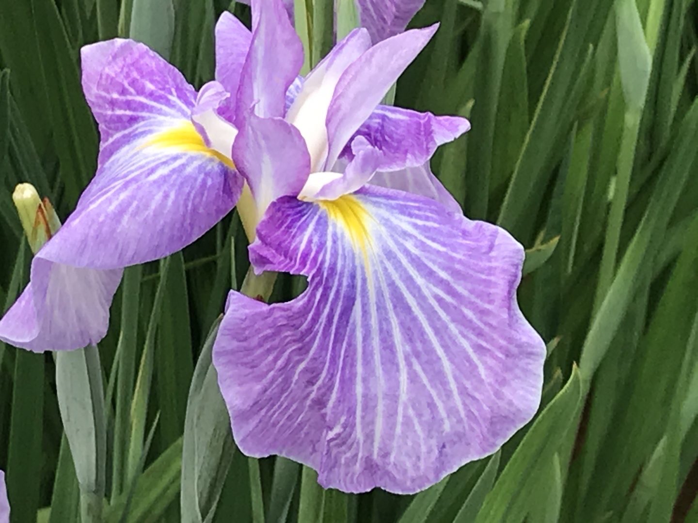 Tokyo Now #2: Japanese irises in bloom | Tokyo Free Walking Tour®